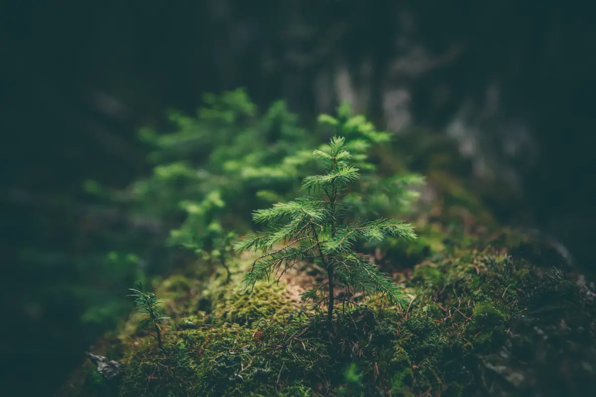 Environment Variables In Python P ksTech